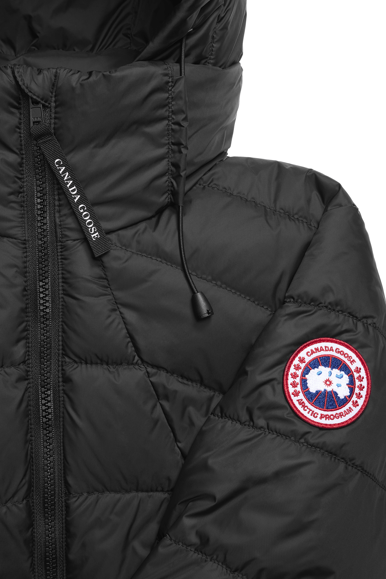 canada goose