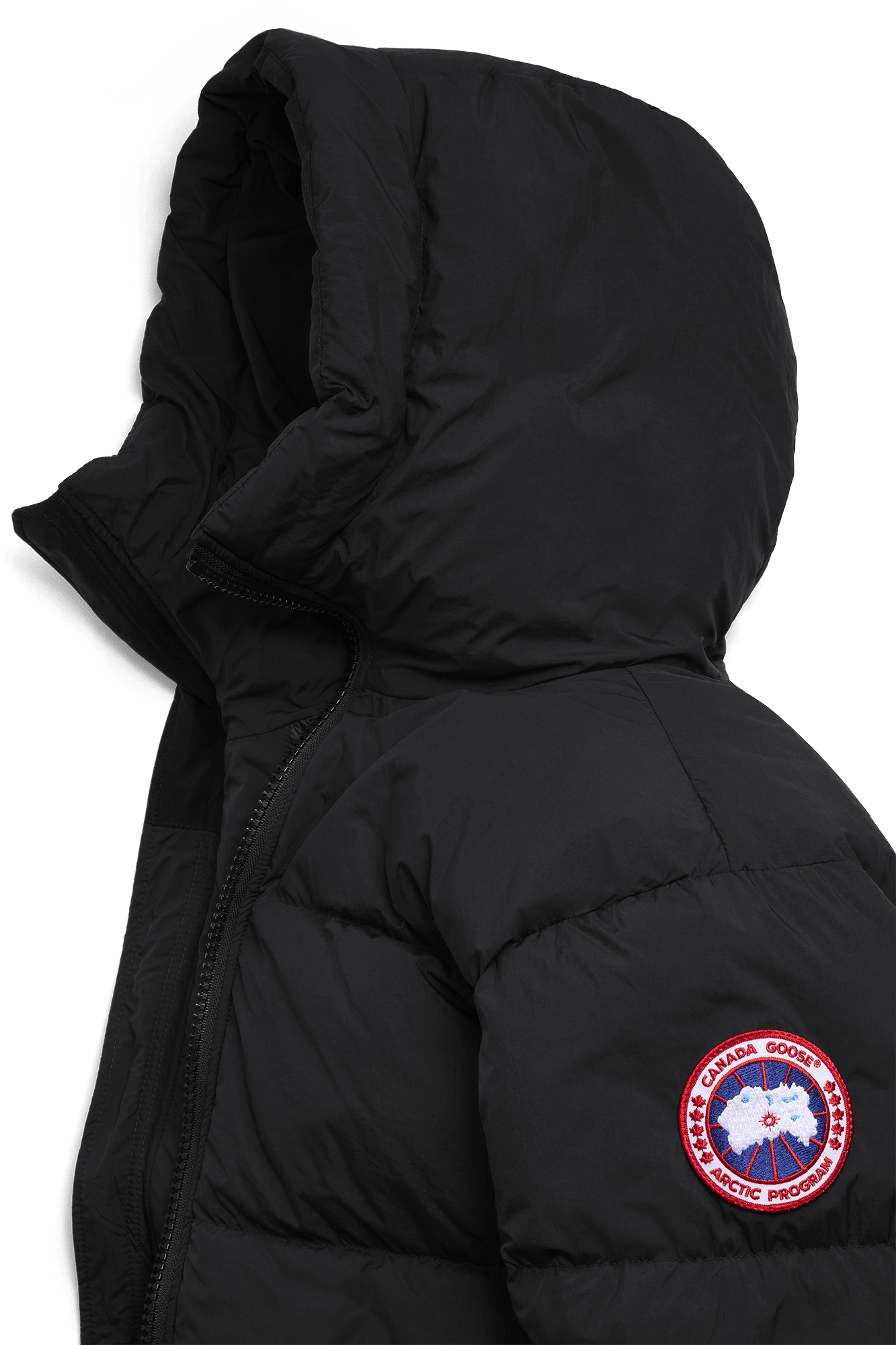 canada goose